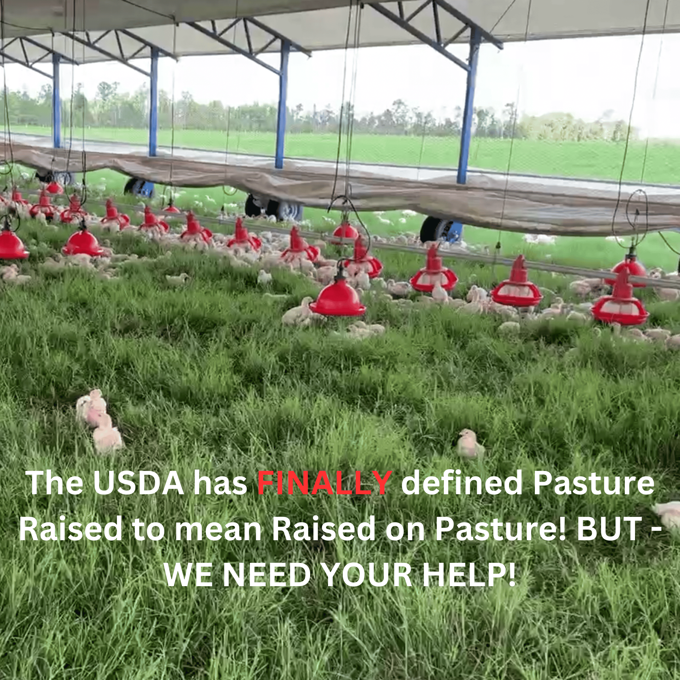 Pasture Raised Finally Defined - But, We NEED Your Help! – Pasturebird