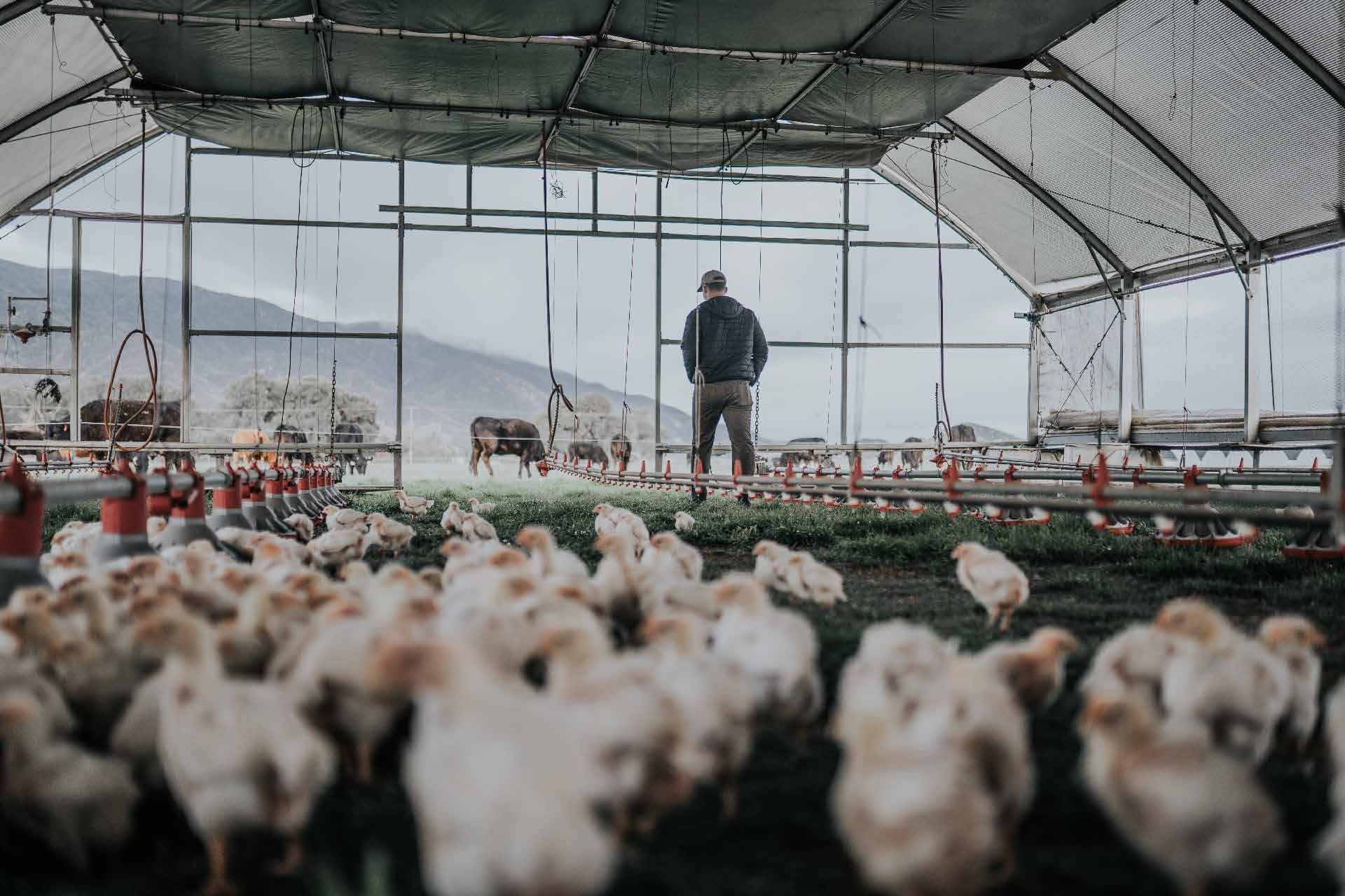 Local Farmer Explains the Benefits of Pasture Raised Animals: Part 1 A ...